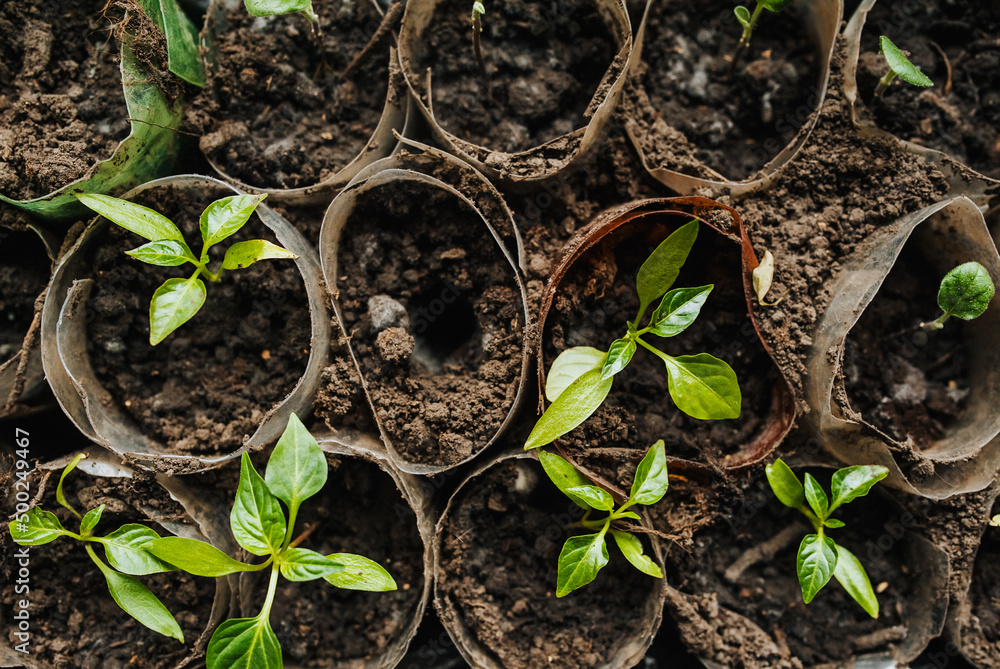Seedlings, pepper leaves sprout from the ground in a greenhouse in the ...