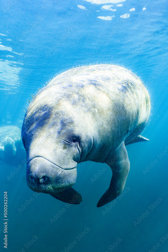 Manatee in the water (Crystal RIver) wall mural wallpaper ...