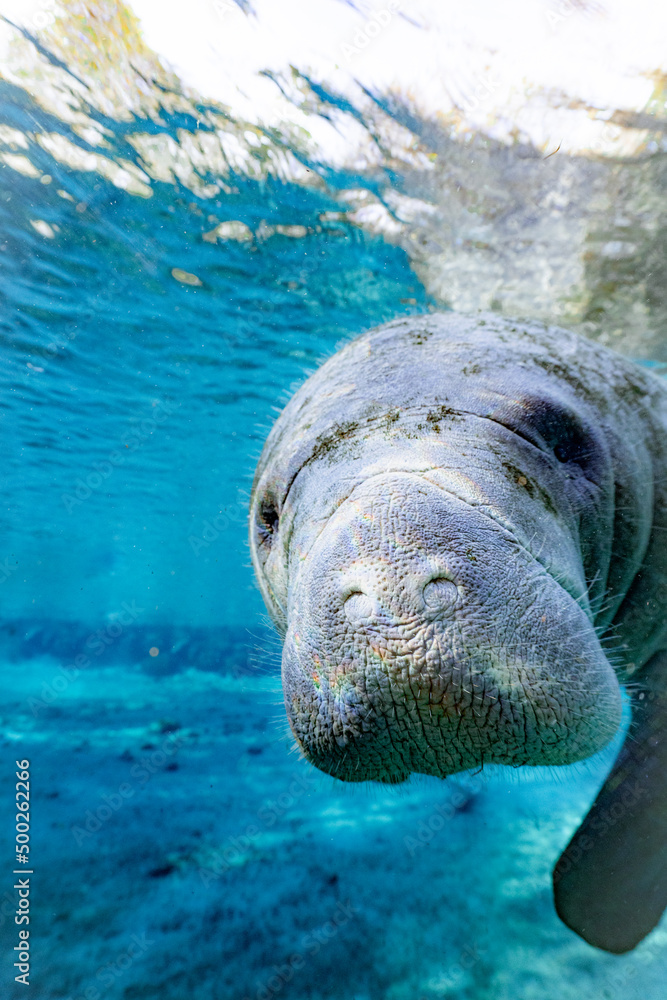 Manatee in the water (Crystal RIver) Stock Photo | Adobe Stock