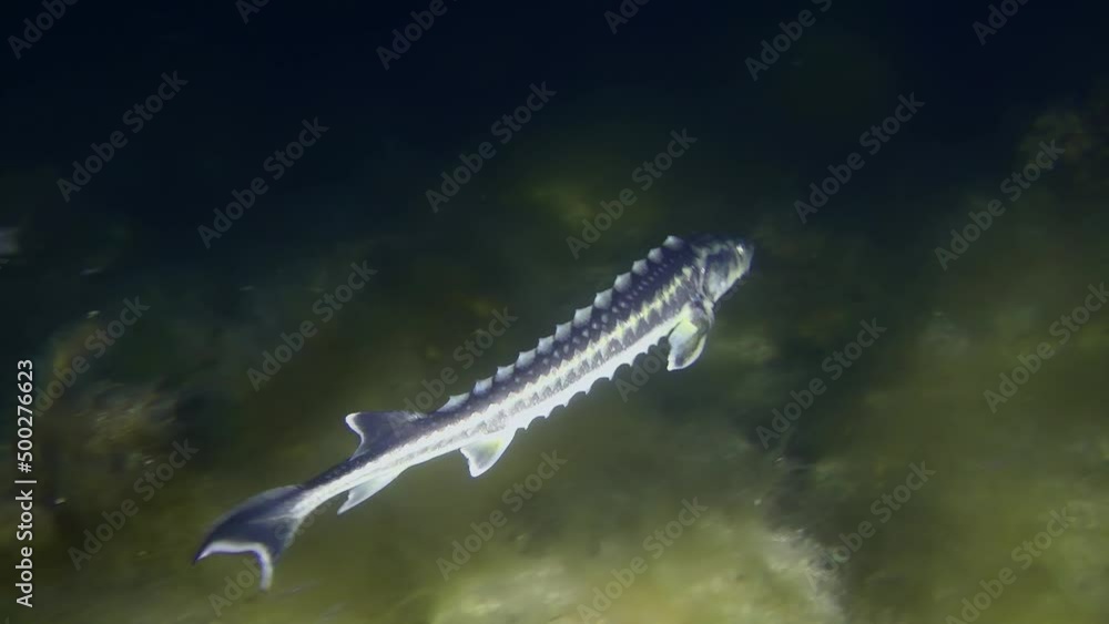 Diamond sturgeon (Acipenser gueldenstaedtii) swimming slowly over ...