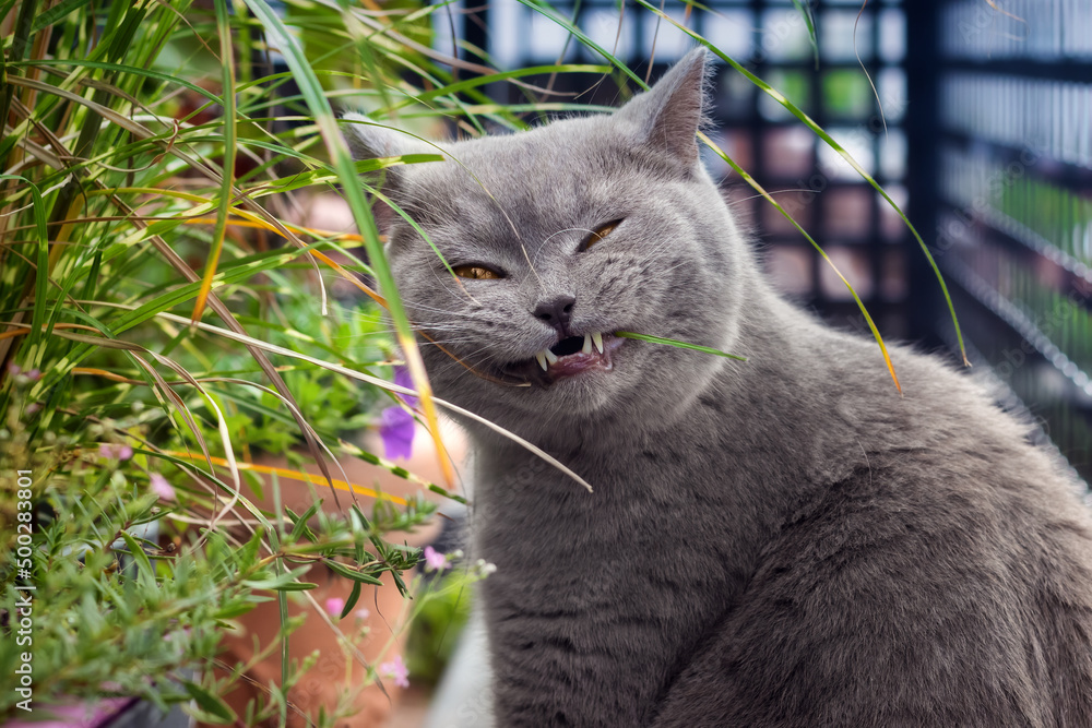 Grey British Shorthair cat making a Cheshire cat face while eating ...