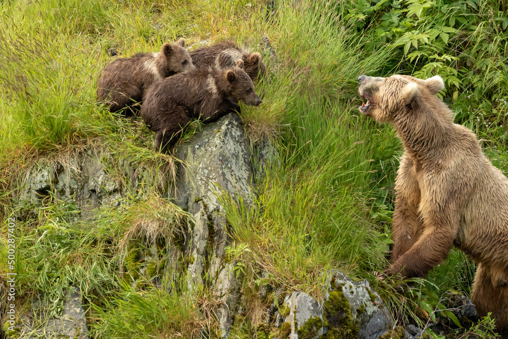 Kodiak Bear Stock Photo | Adobe Stock