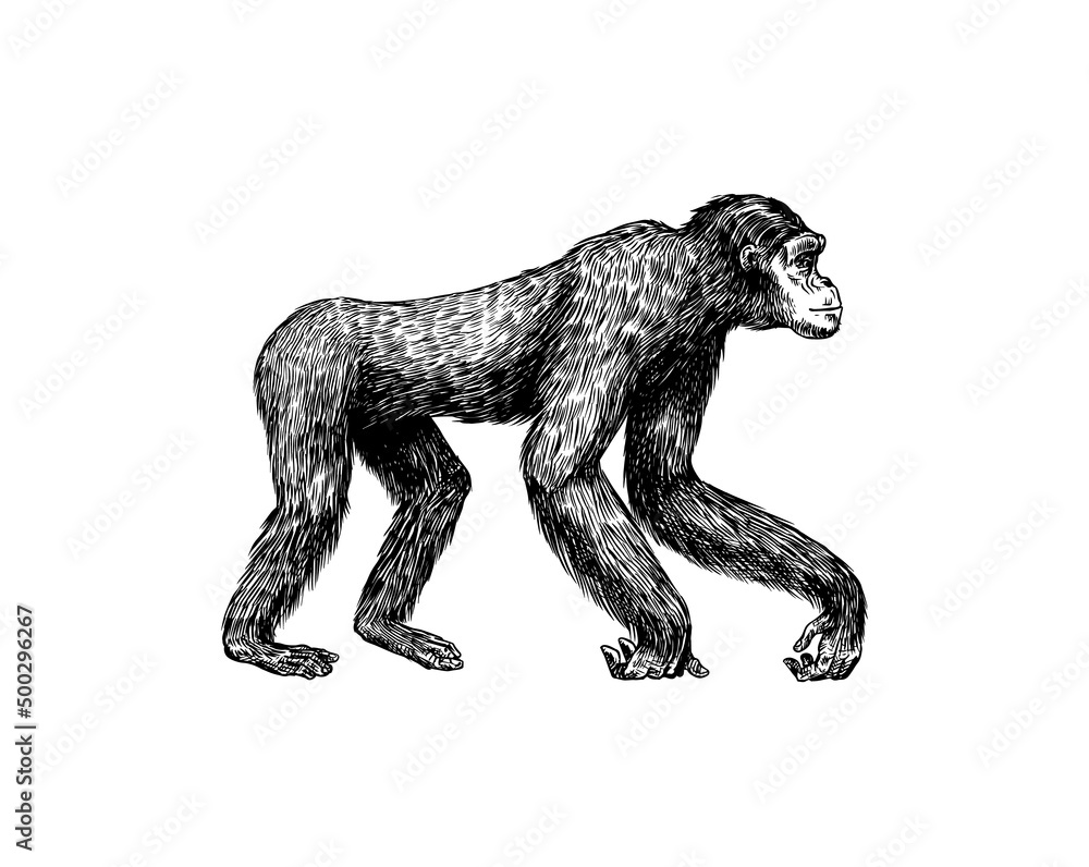 Bonobo or chimpanzee in vintage style. Giant monkey. Hand drawn ...