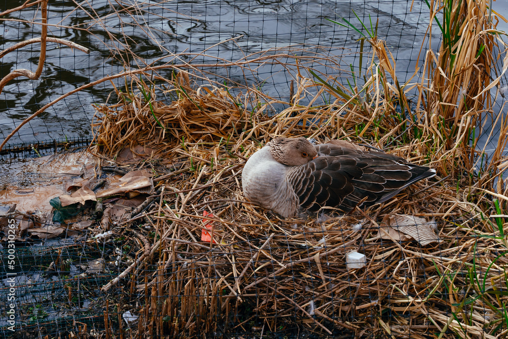 Foto de Duck in a nest with garbage. The concept of ecology, plastic ...
