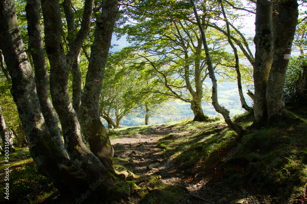 Mountain landscape with crooked shaped trees and shadows.Summer light ...