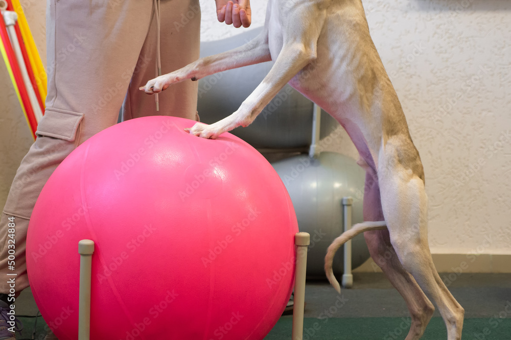 Dog getting his rehab physiotherapy session with the Veterinary clinic ...