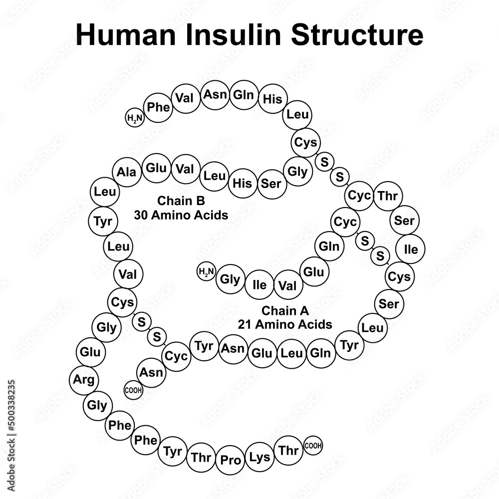 Vetor de Scientific Designing Of Insulin Structure. Colorful Symbols ...