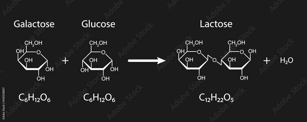 Lactose Formation