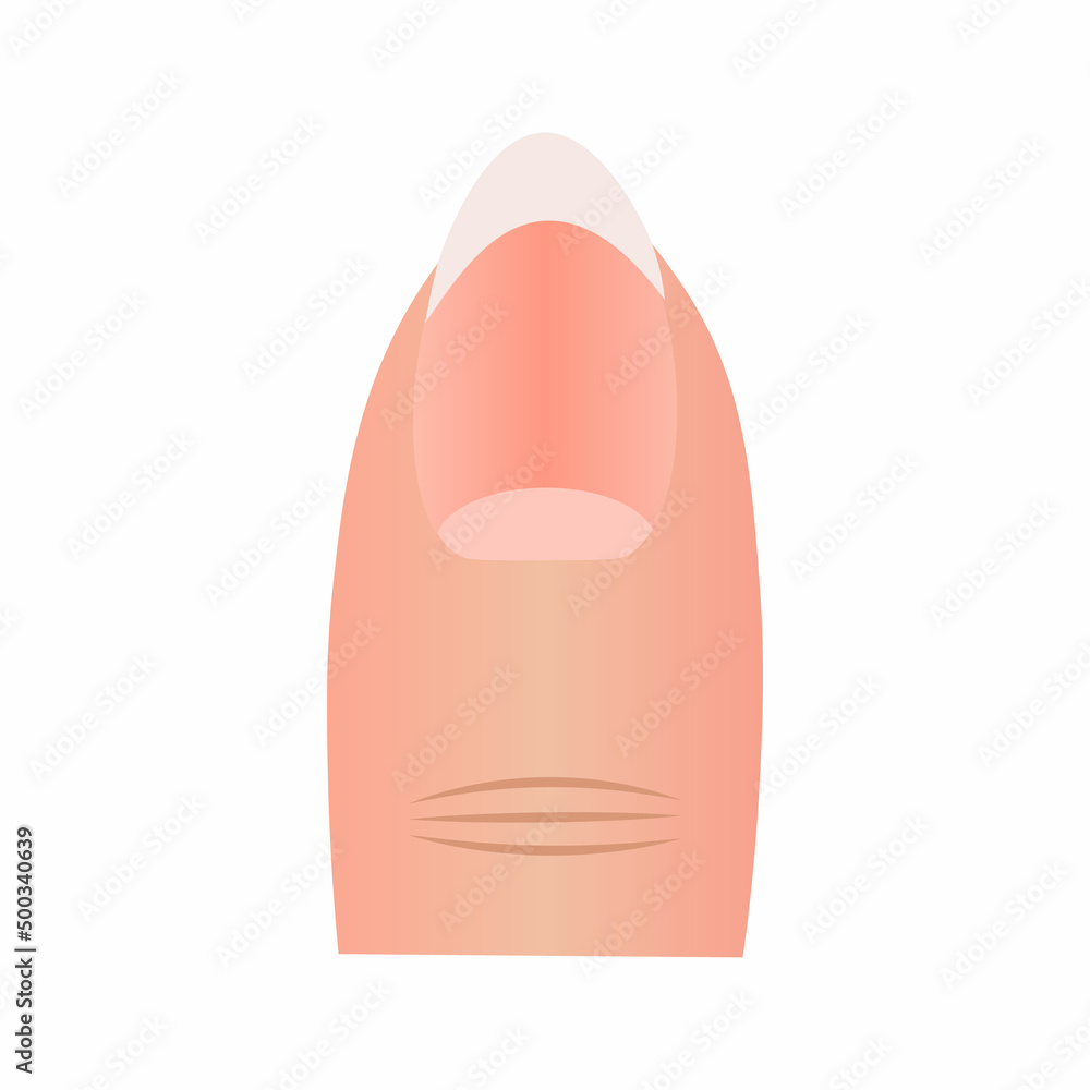 Anatomy of a human finger Stock Vector | Adobe Stock