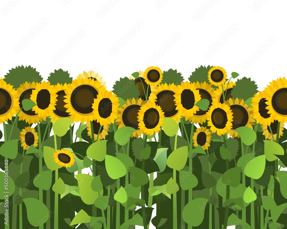Sunflower grows in field. Seamless pattern. Harvest agricultural plant ...