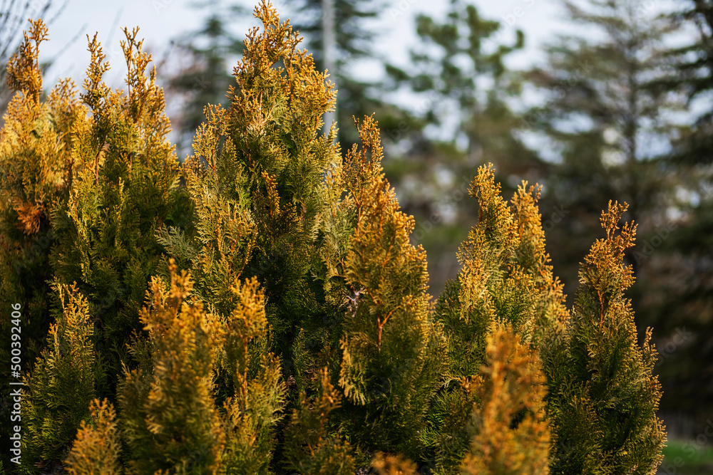 lemon cypress tree in the garden of the house, red and yellow branches ...