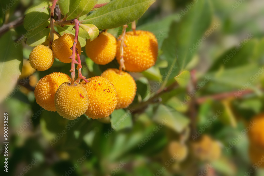 Bright orange delicious berries of a rare exotic plant of the Arbutus ...