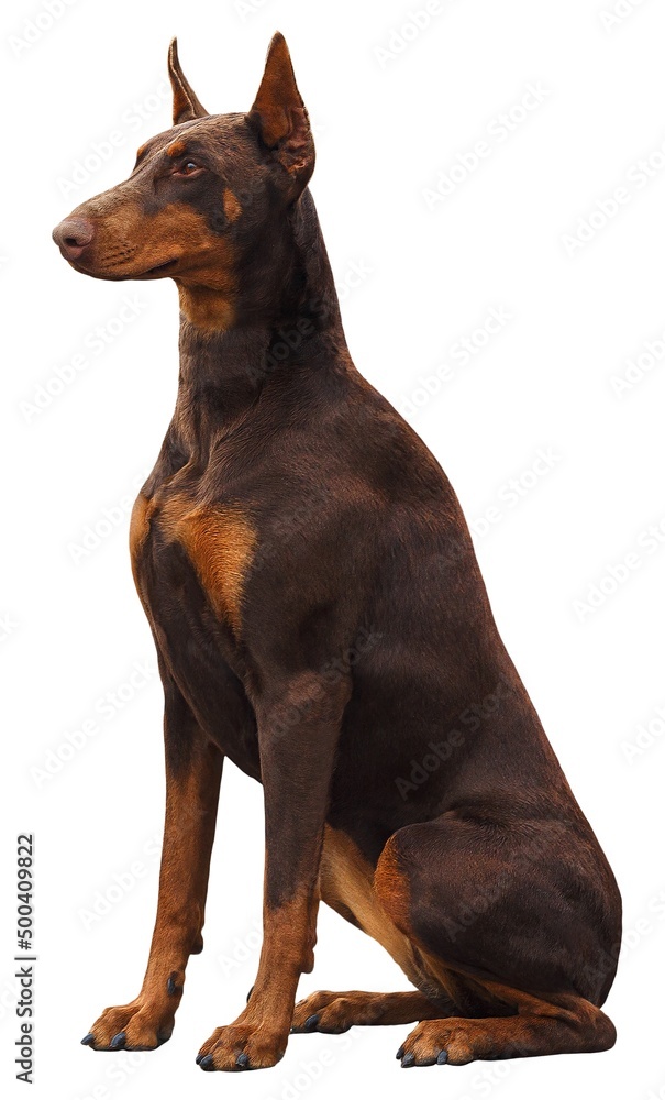 Biggest Doberman Ever