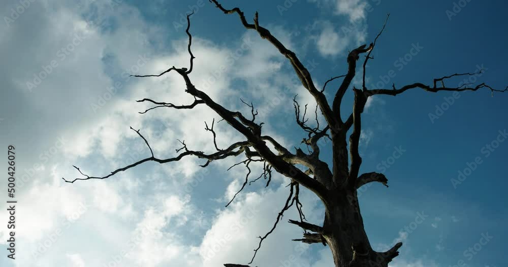 single dead tree in the isolated on sky background. Dry old tree on a ...
