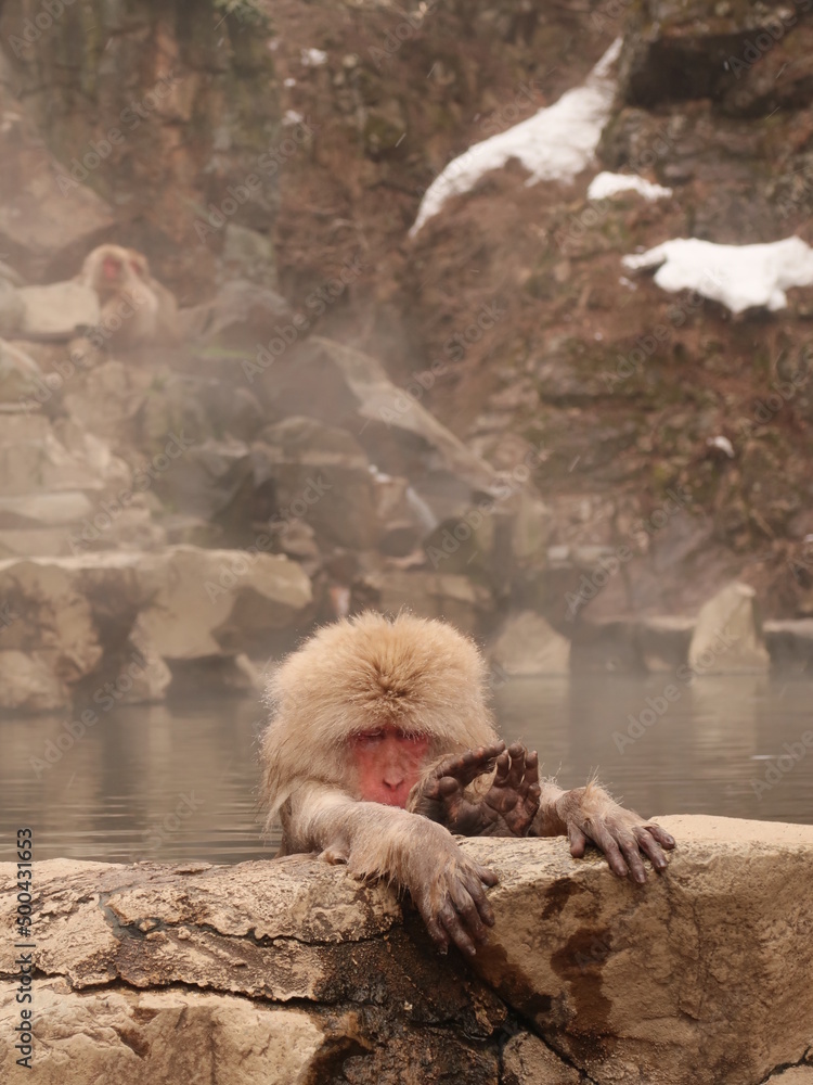 snow monkey bathing in hot spring at nagano, japan ภาพถ่ายสต็อก | Adobe ...