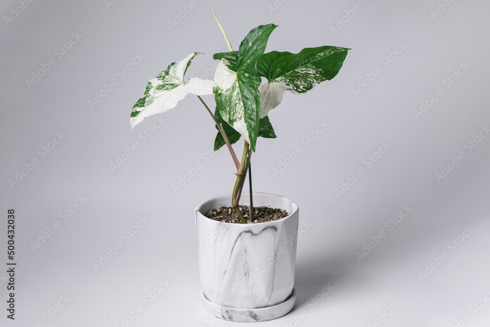 Syngonium Albo variegated plant in marble ceramic pot on isolated white ...