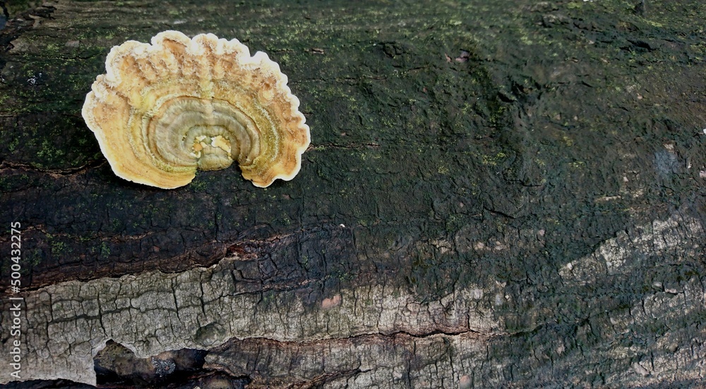 Yellow Polyporales fungus that grows on tree bark Stock Photo | Adobe Stock