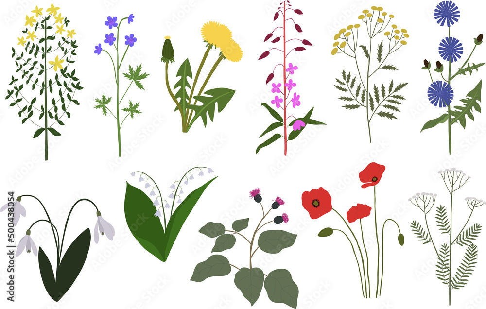 Wild flowers set. Botanical set of field and meadow herbs with leaf ...