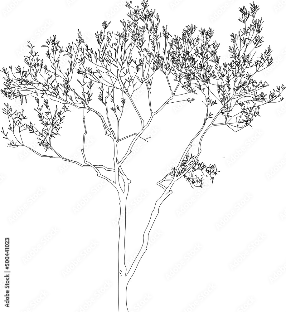 Vector single olive tree line art. Hand drawn tree clipart element ...
