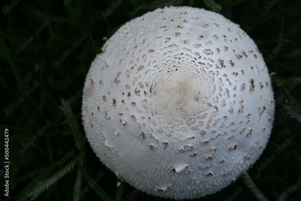 Hongo Agaricus arvensis llamado Hongo Blanco, posee un sombrero ...