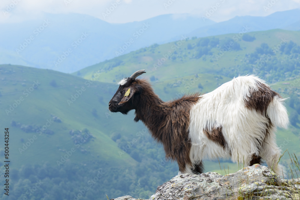 Poster Pyrenean goat in Basque country hills and valleys south west ...