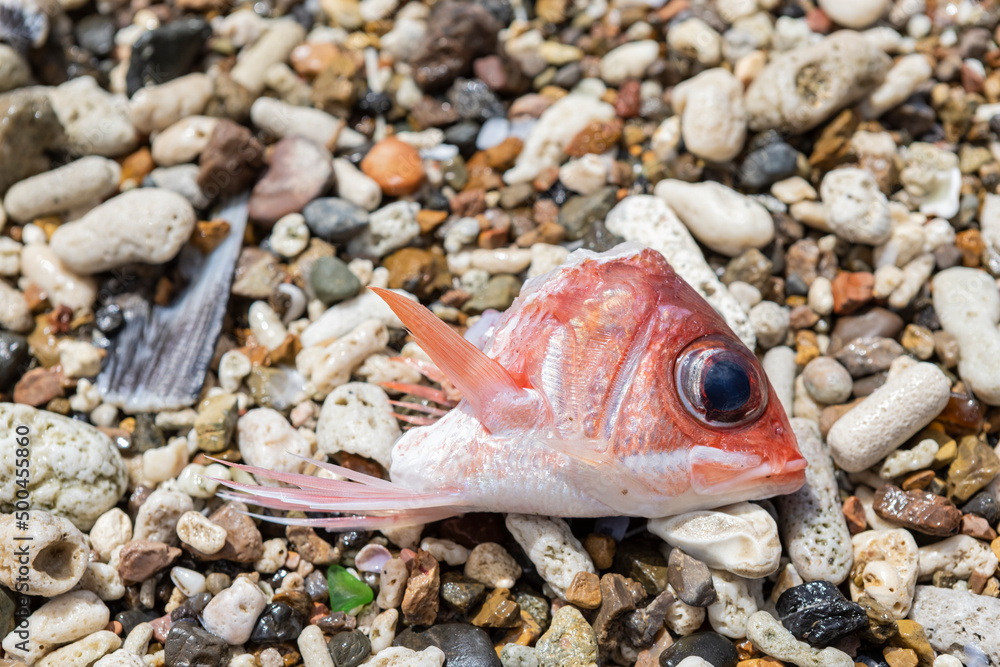 Red fish head laying as fish offal of the fishermen on the corals of ...