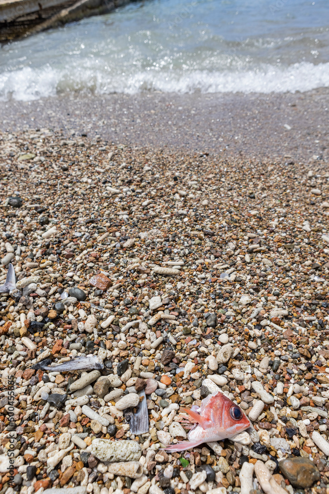 Red fish head laying as fish offal of the fishermen on the corals of ...