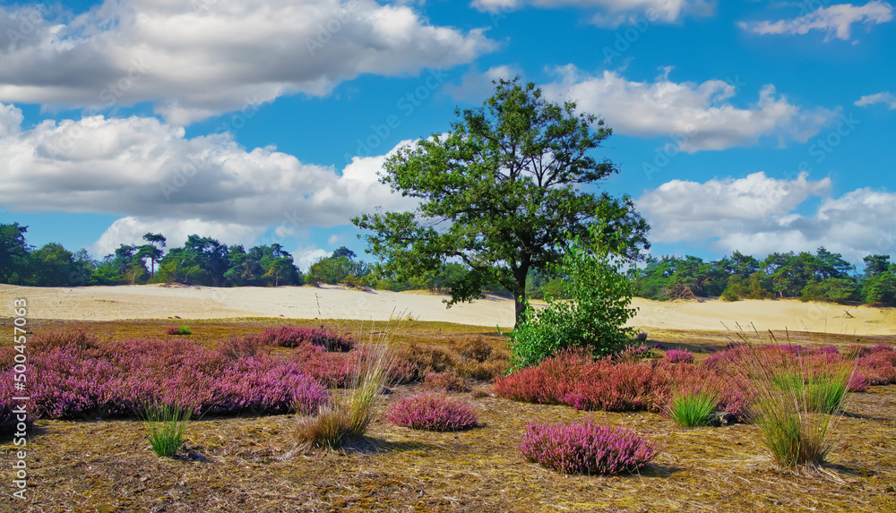 Colorful beautiful heathland landscape with purple blooming heather ...