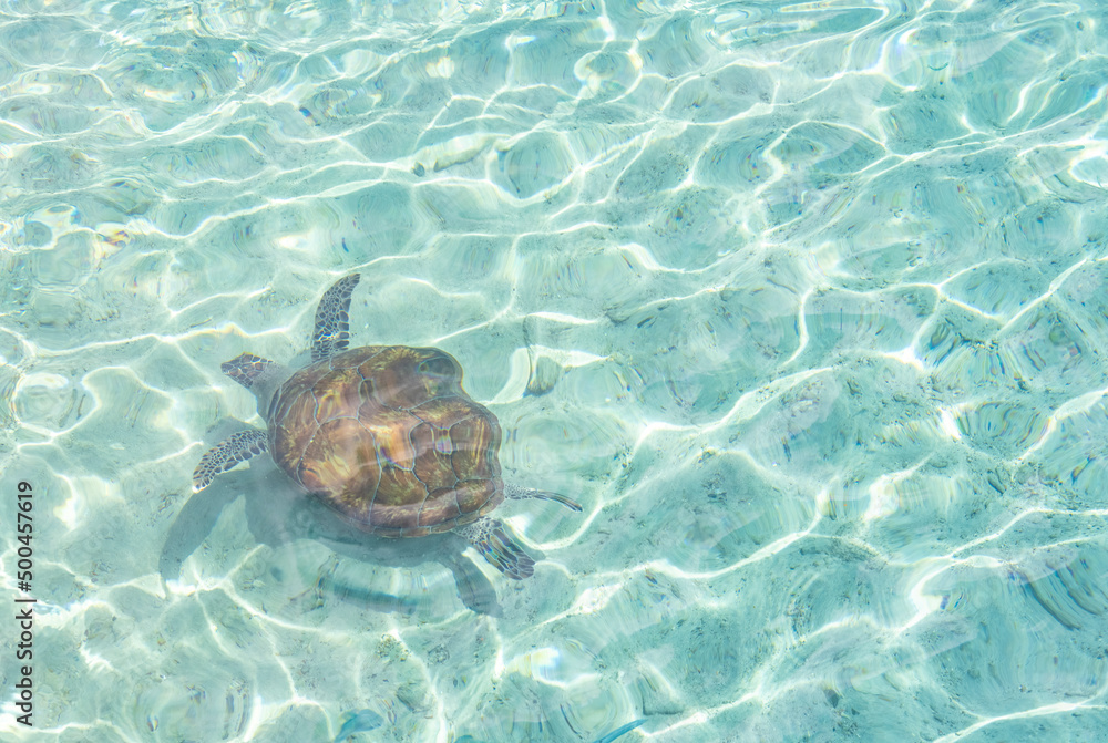Green sea turtle swimming in the shallow water at Playa Grandi (Playa ...