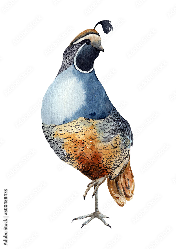 Cute quail isolated on white background. Watercolour illustration bird ...