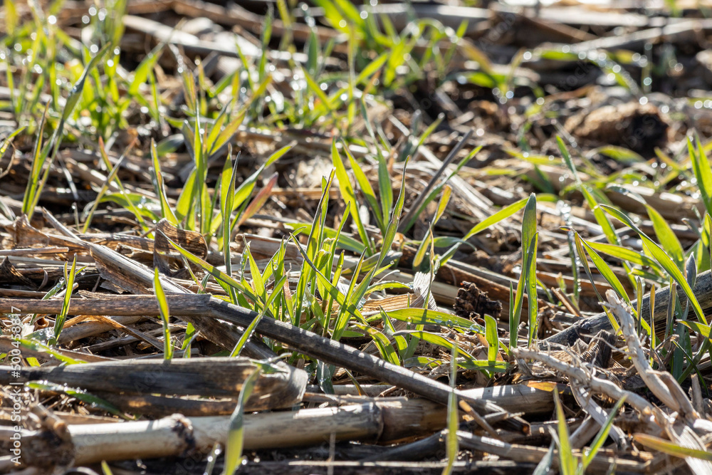 A close-up of winter rye growing in corn stalks in the spring depicting ...