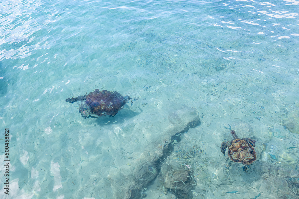 Zdjęcie Stock: Green sea turtles swimming in the shallow water at Playa ...