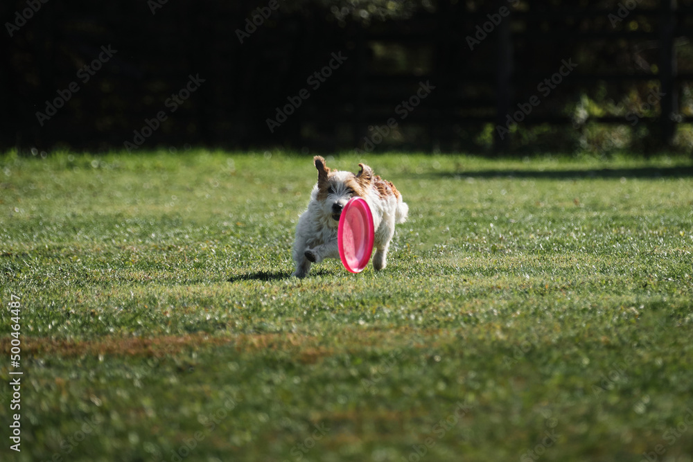 Dog frisbee. Competitions of dexterous dogs of all breeds. Wire-haired ...
