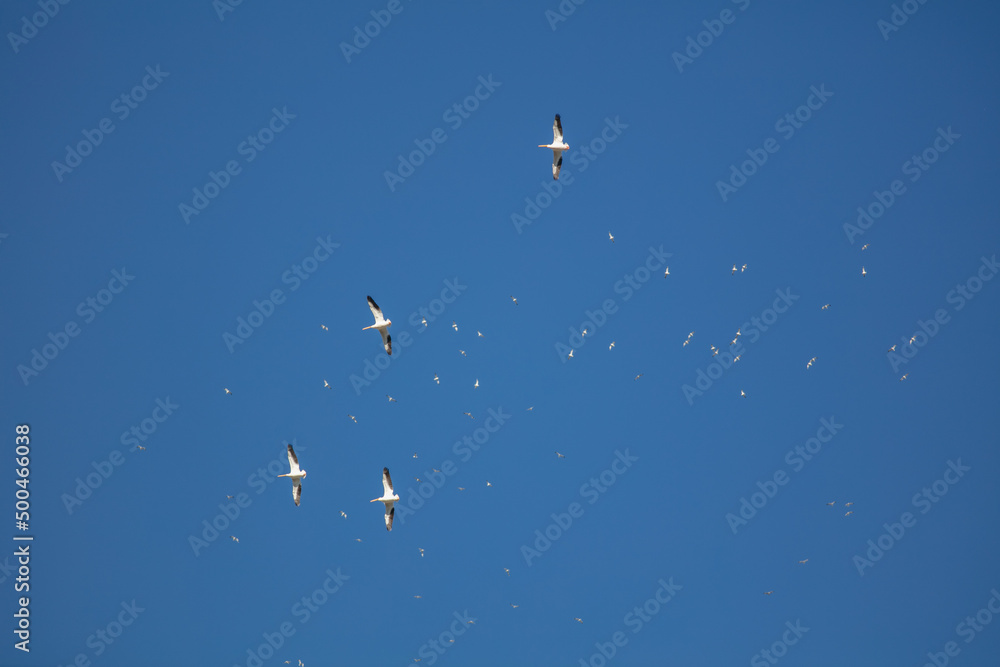 Sea Birds Soaring in a Powerful Thermal Updraft with Pelicans on the ...