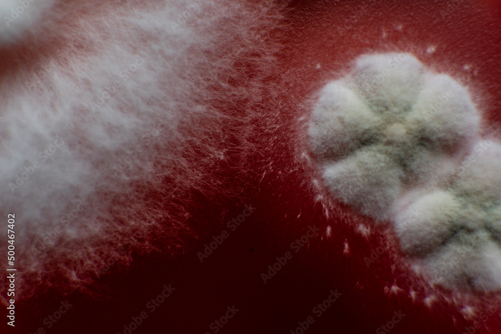study of mold and bacteria in a petri dish with red agar. Mold spores ...