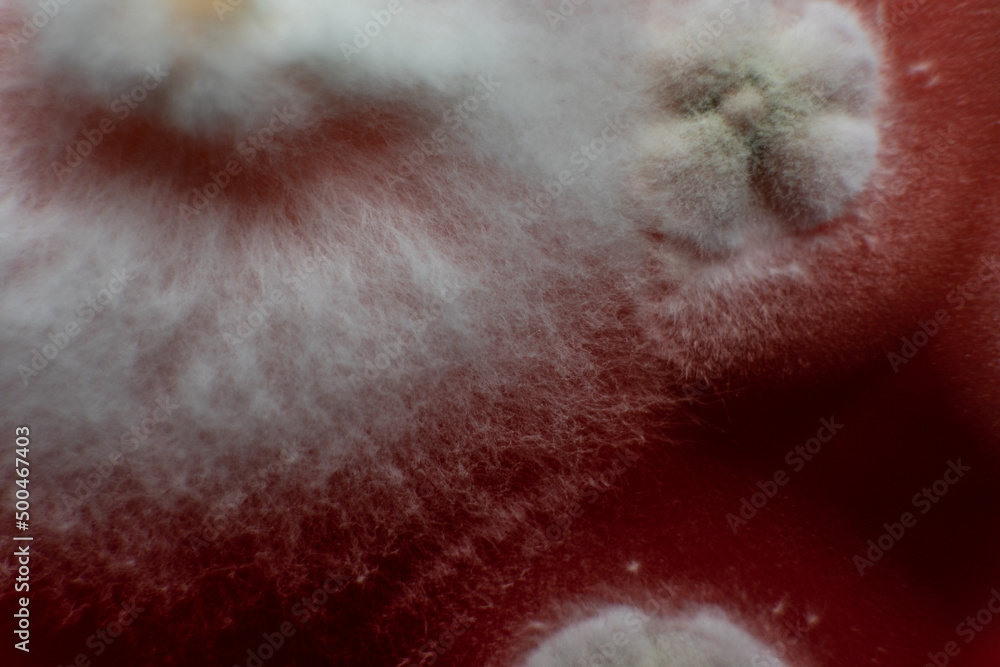 study of mold and bacteria in a petri dish with red agar. Mold spores ...