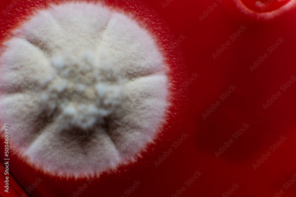study of mold and bacteria in a petri dish with red agar. Mold spores ...