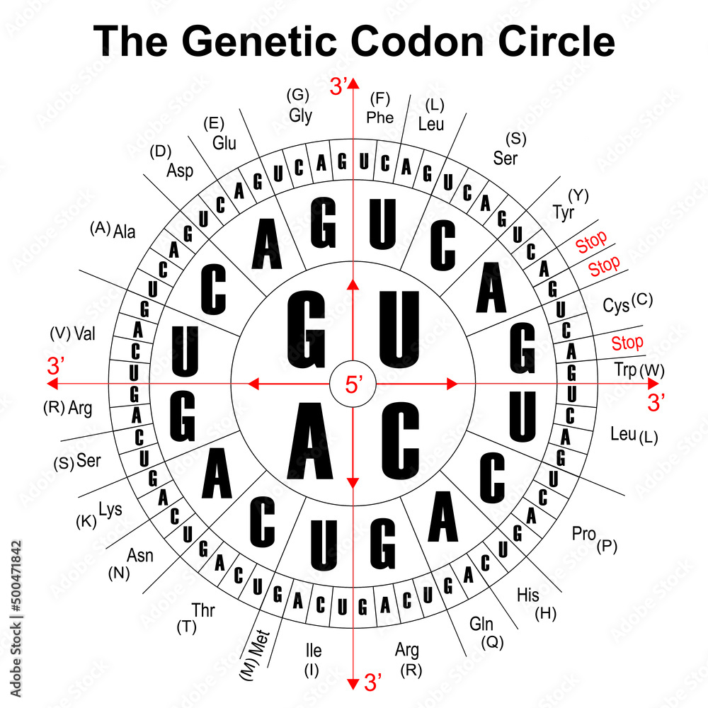 RNA Codons Chart For Amino Acids Sequences The Genetic Codon Circle