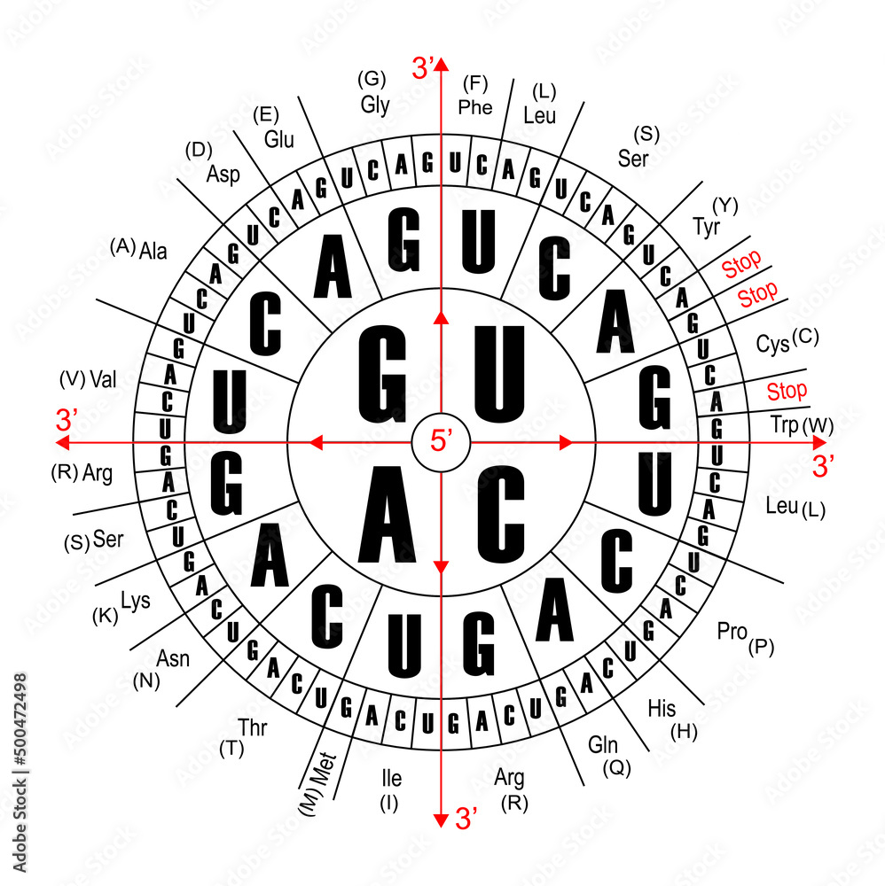 RNA Codons Chart For Amino Acids Sequences The Genetic Codon Circle