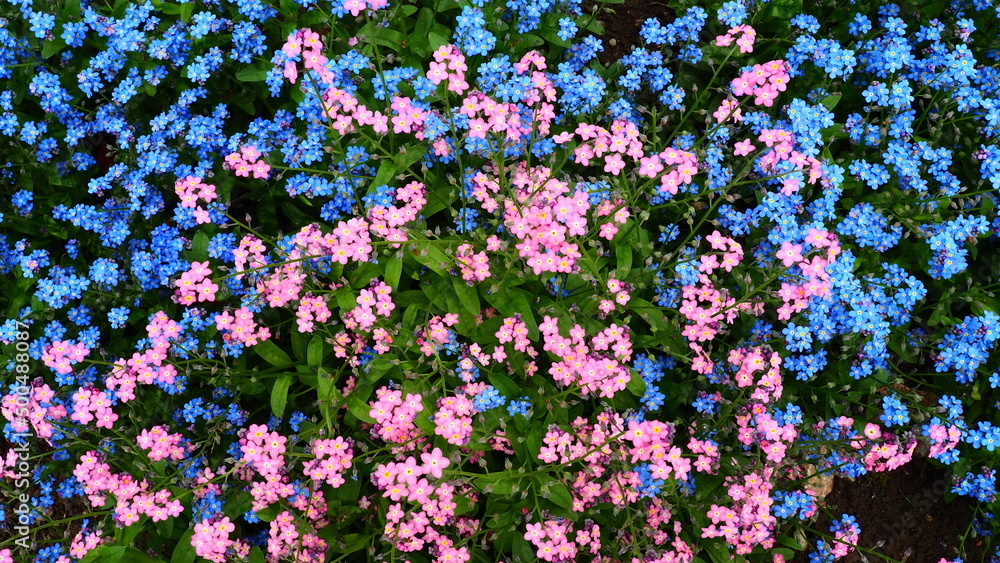 Forget-me-nots. Myosotis flowering plants in the family Boraginaceae ...