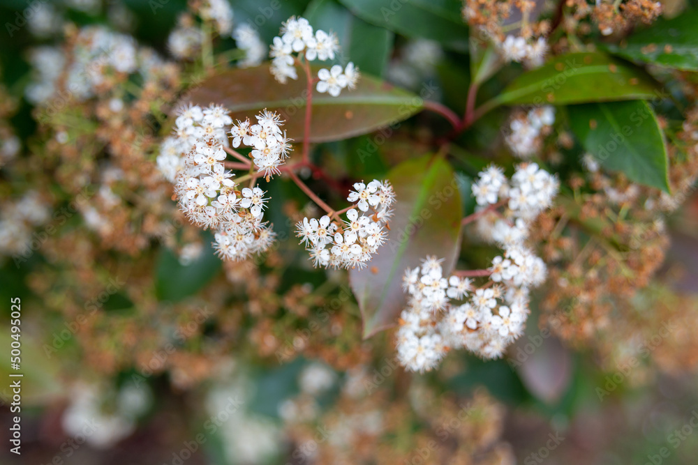 Detail of the Fraser's photinia tree and scientific name photinia x ...
