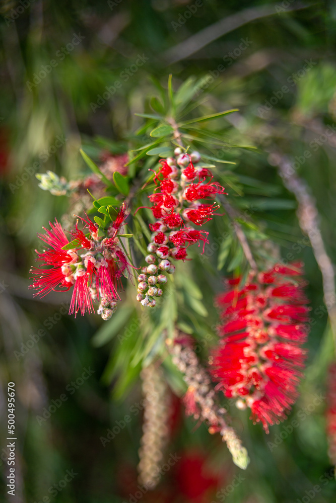 Detail of the weeping callistemon tree with the scientific name ...