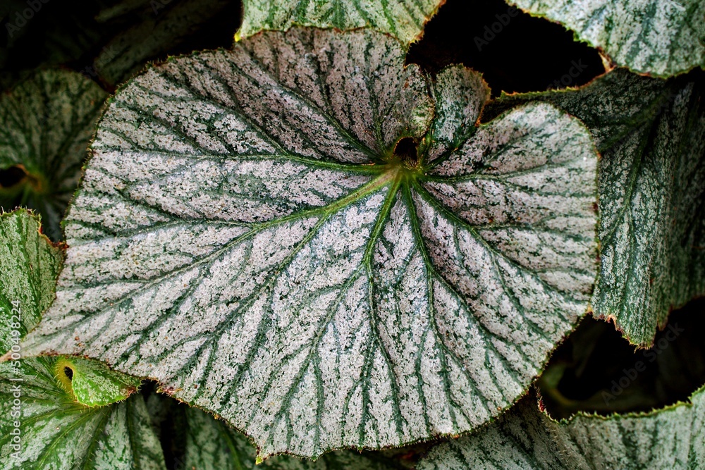 Closeup leaf foliage begonia flower plants for leaves background ,fairy ...