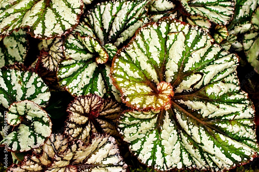 Closeup Painted-leaf foliage begonia flower plants for leaves ...