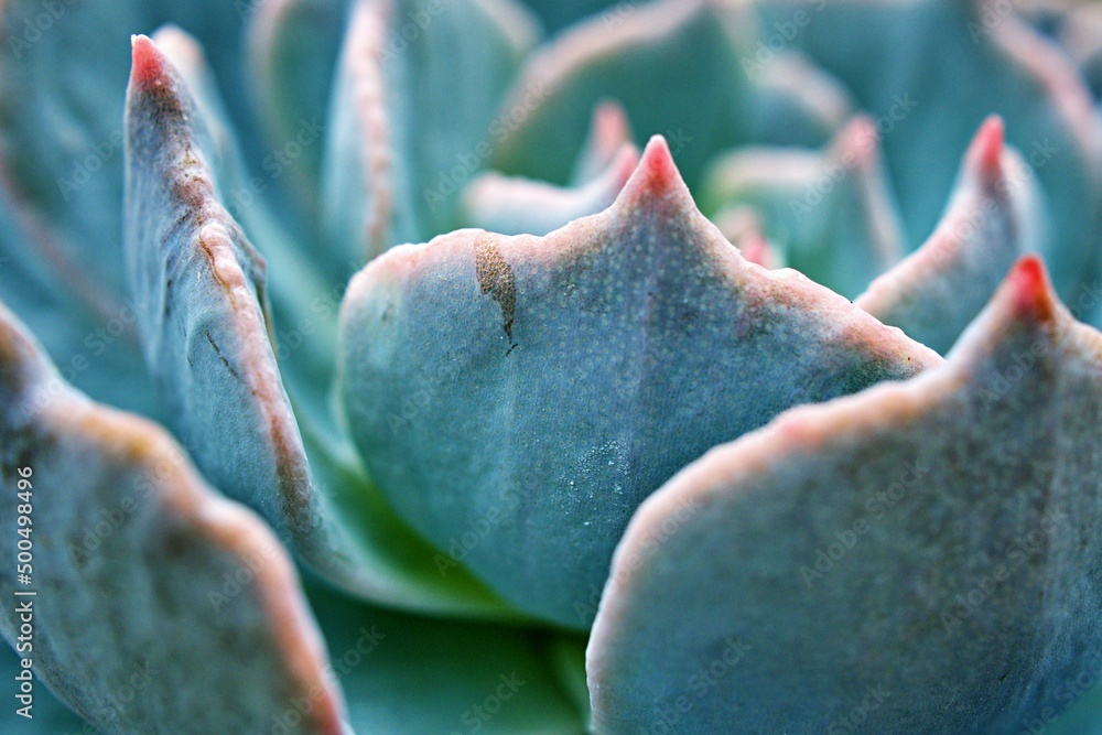 Macro succulent Cactus plant ,Echeveria elegans ,Rose Cabbage ,thick ...