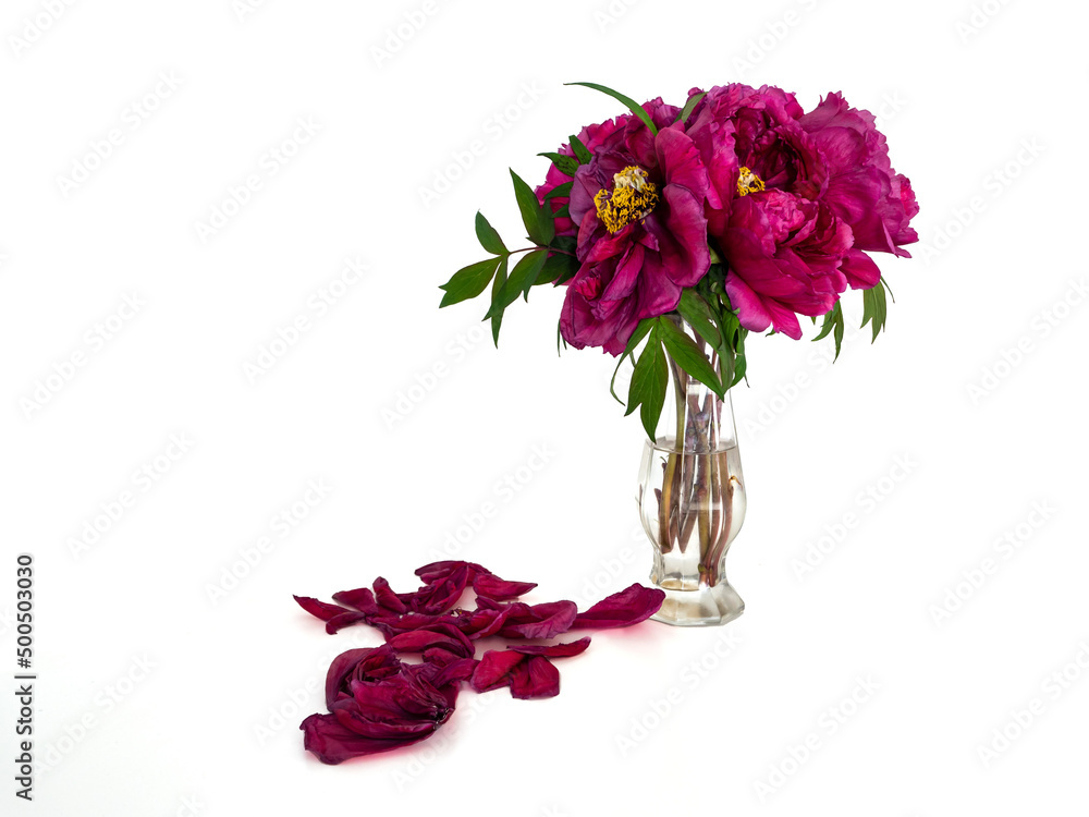 Bouquet de pivoines rouge foncé, en train de faner, dans un vase, sur ...