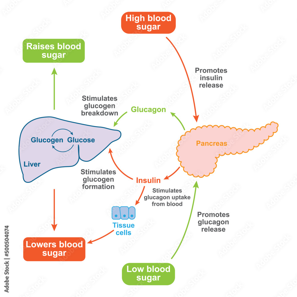 Scientific Designing of Blood Sugar Regulation. Insulin And Glucagon ...