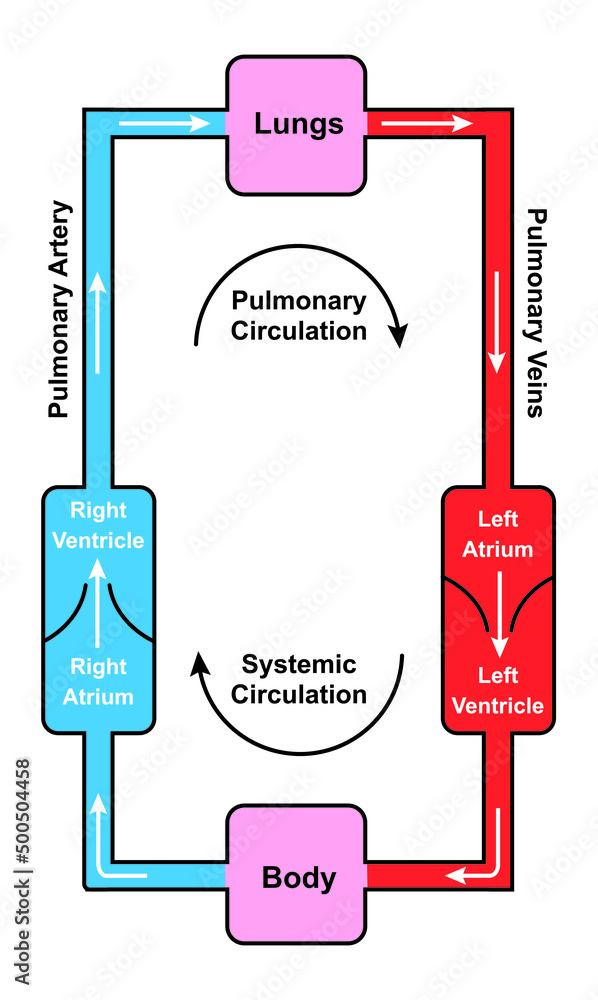 Simple Illustration Of Blood Circulation System. Circulation Of Blood ...