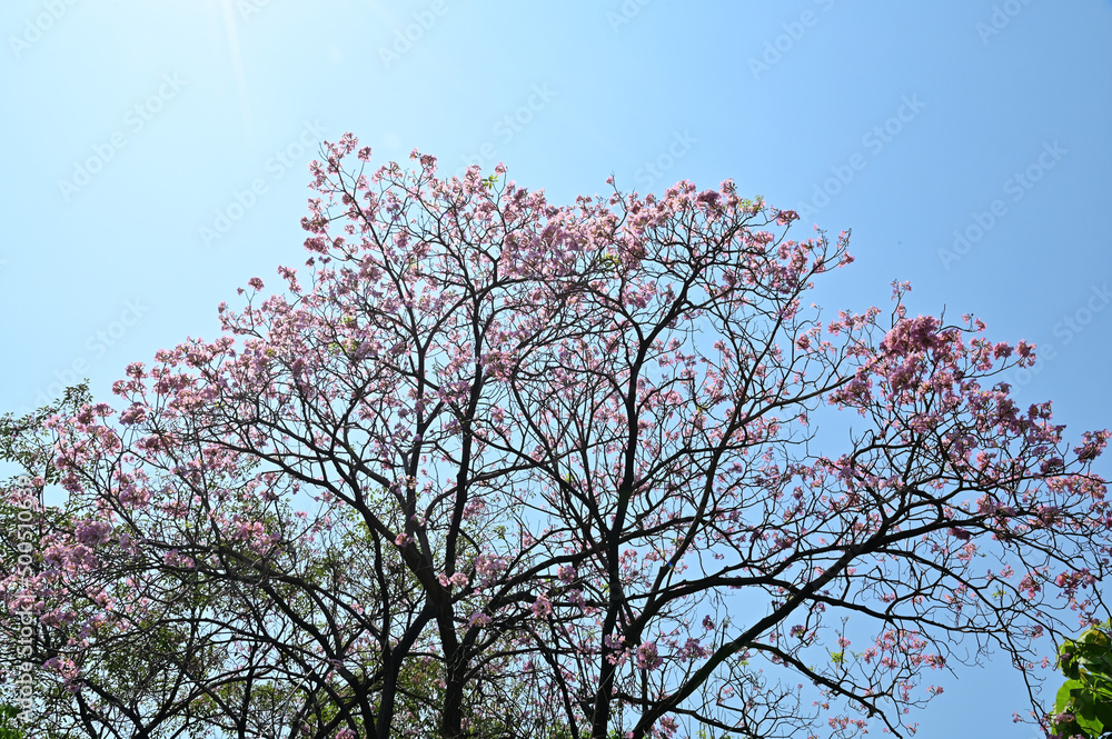 Queen's Flower, Queen's crape myrtle, Pride of India, Jarul, Pyinma or ...