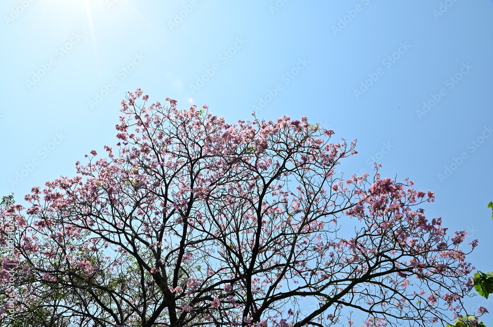 Queen's Flower, Queen's crape myrtle, Pride of India, Jarul, Pyinma or ...